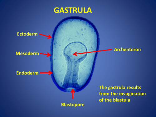Stages of Embryonic Development – Morula IVF