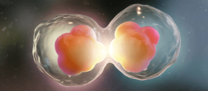 Oogenesis: How Female Egg Cells Are Formed – Morula IVF
